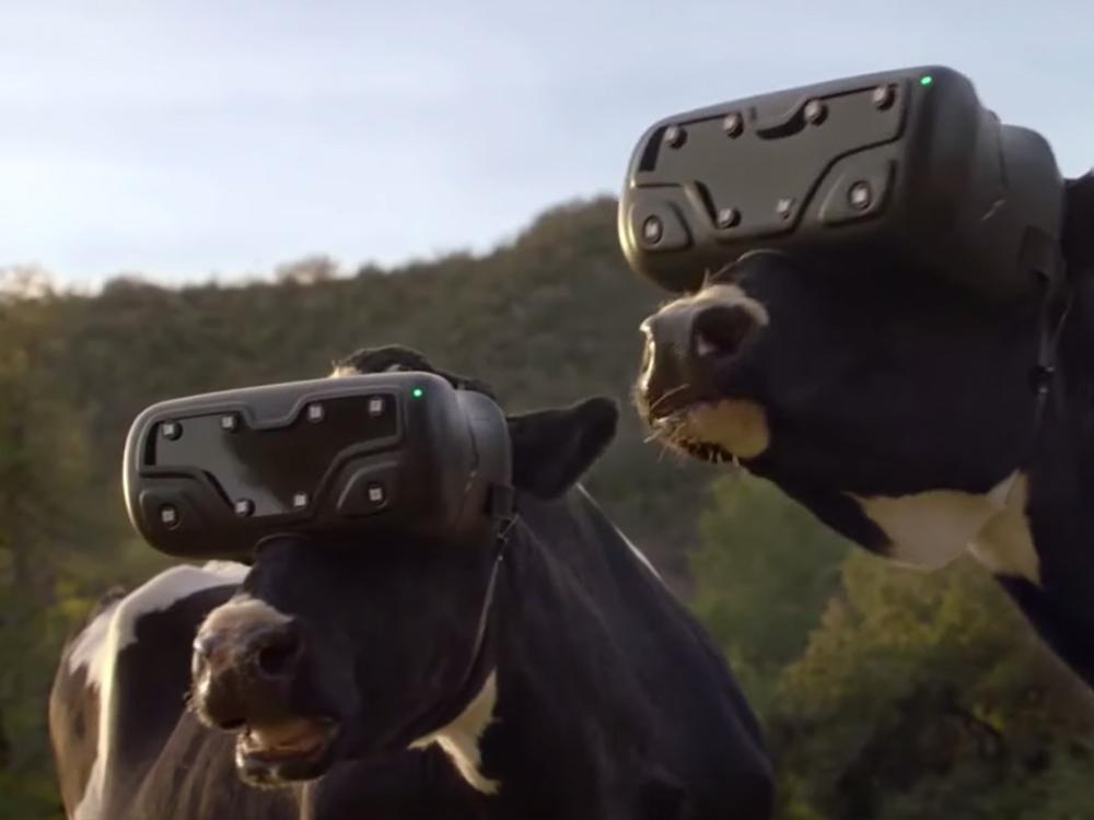 Farmers are putting VR headsets on cows to make better milk | The ...