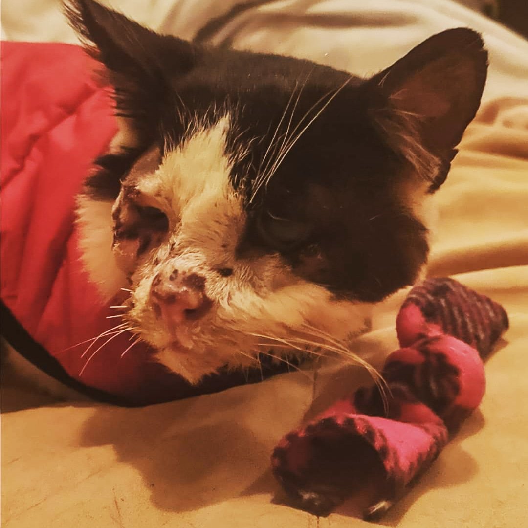 Mord An Luka Magnotta