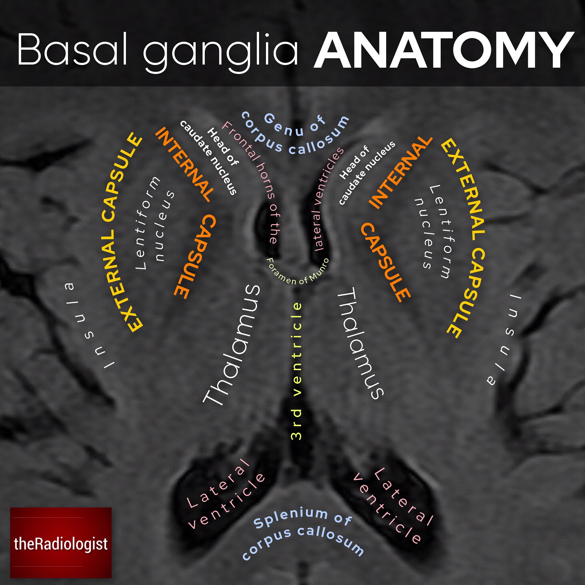 Basal Ganglia Anatomy