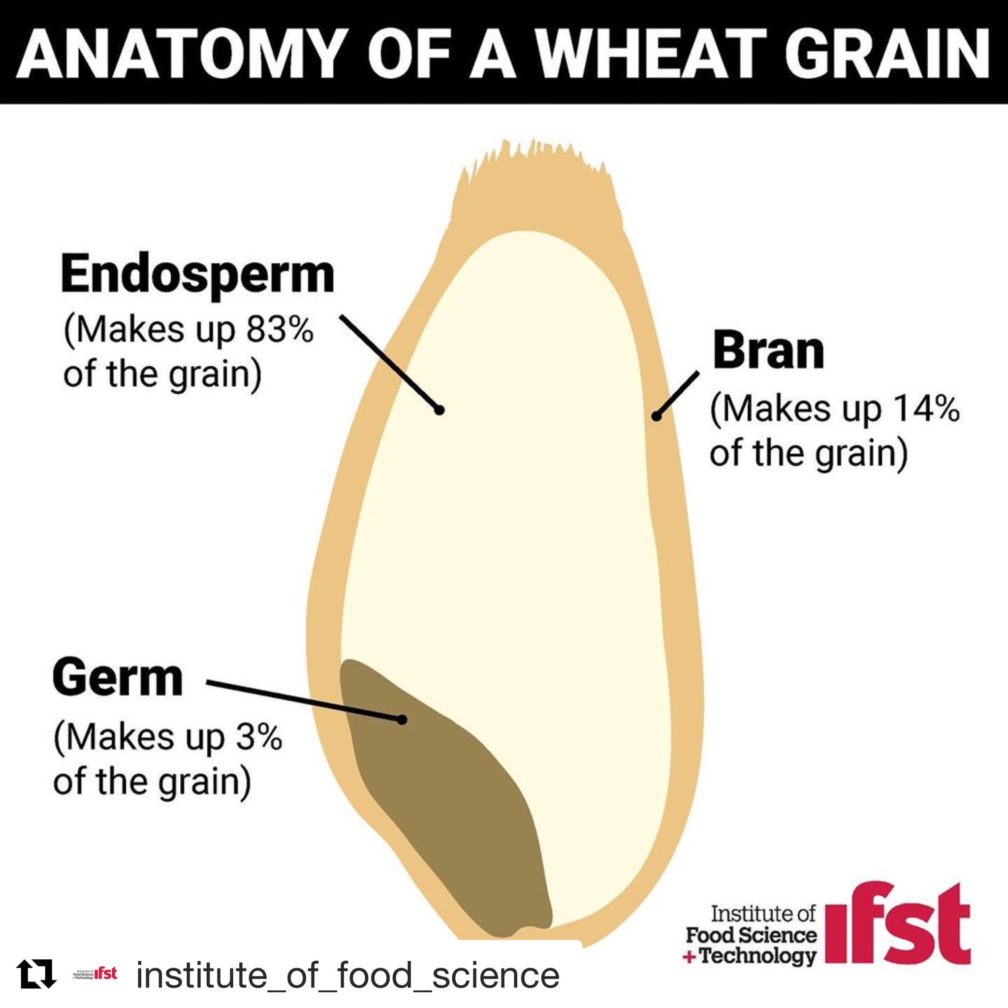 Whole Wheat Anatomy Healthy Whole Grains