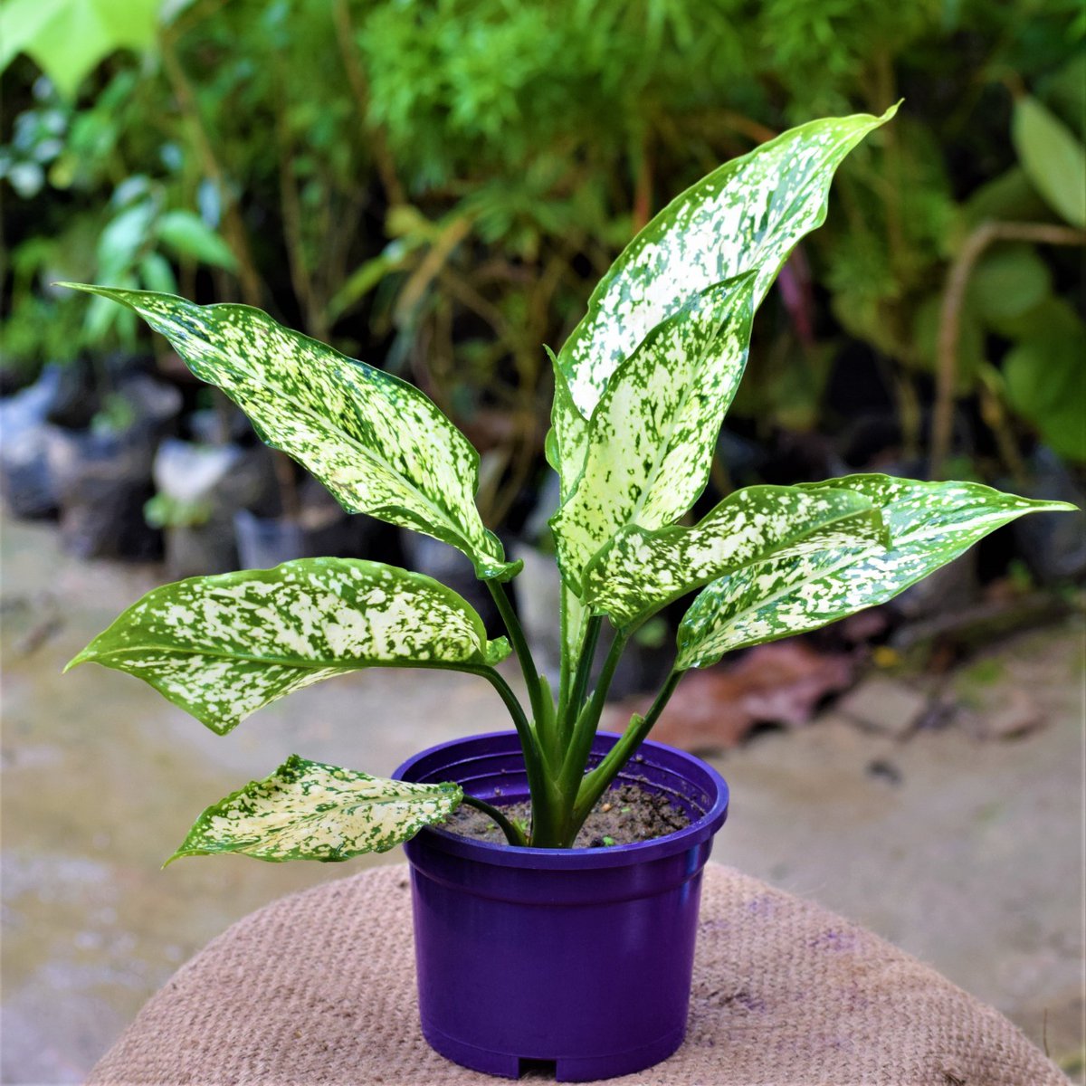 Amar Majumder (@AmarMajumder15) | Twitter