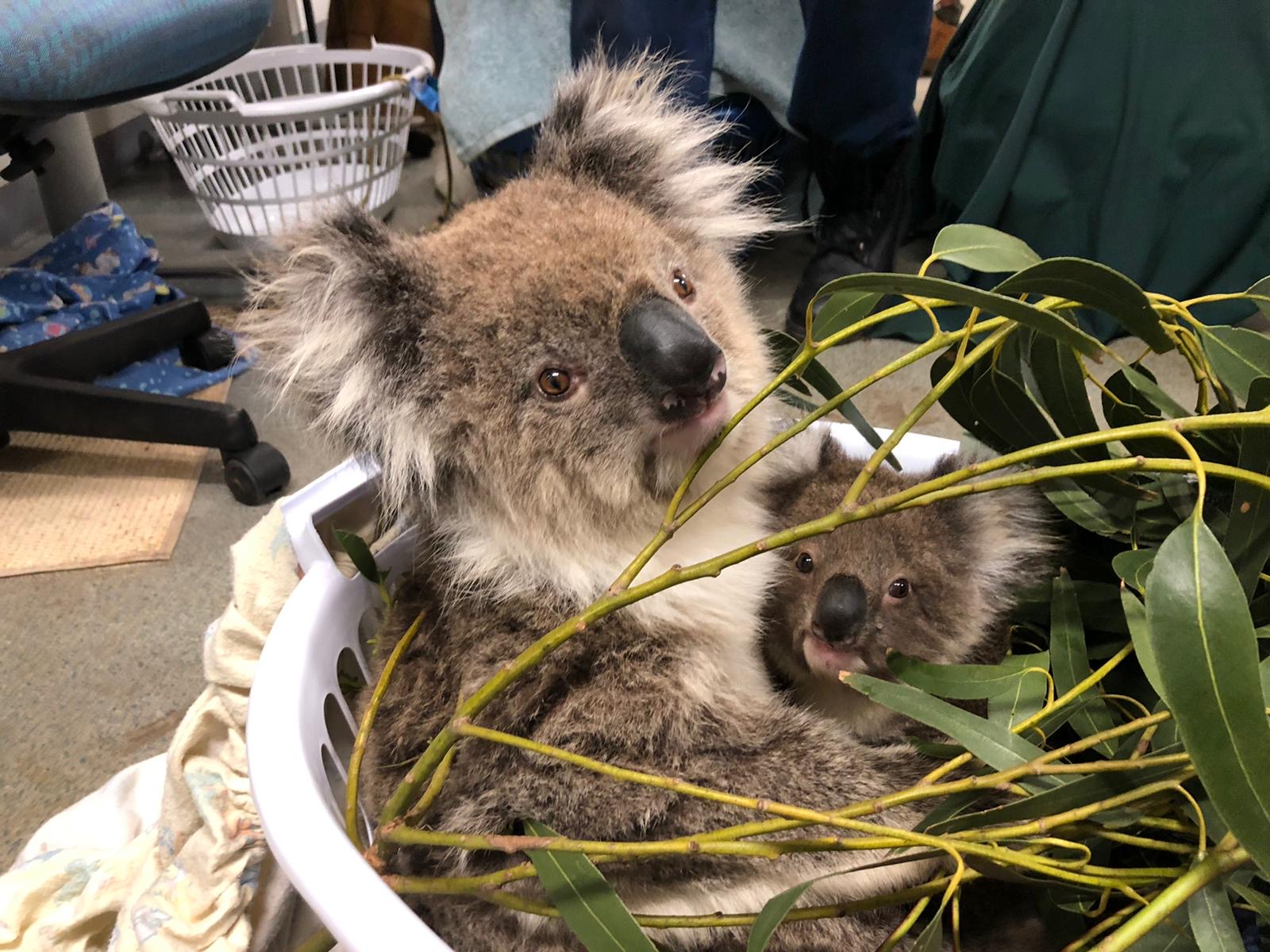 Animals Australia on Twitter: "While surviving animals are receiving ...