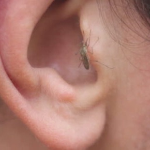 Flagfrog on Twitter: "เคยสงสัยมั้ยครับว่า "ทำไมยุงมันชอบบินมาตอมหูเรา" สร้างความน่ารำคาญสุด ๆ ...