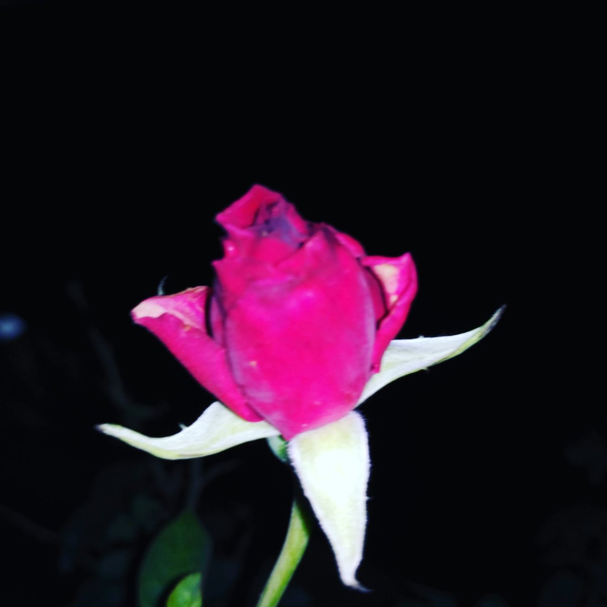 Mohammad Ali Rumon (@mohammad_rumon) | Twitter