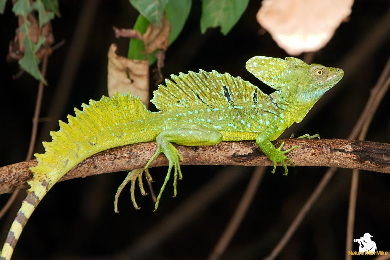 Green Basilisk Running On Water