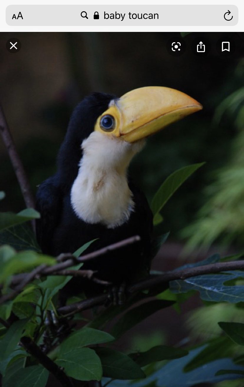 Newborn Toucan