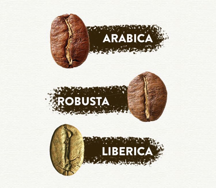 Arabica Vs Robusta Coffee Beans