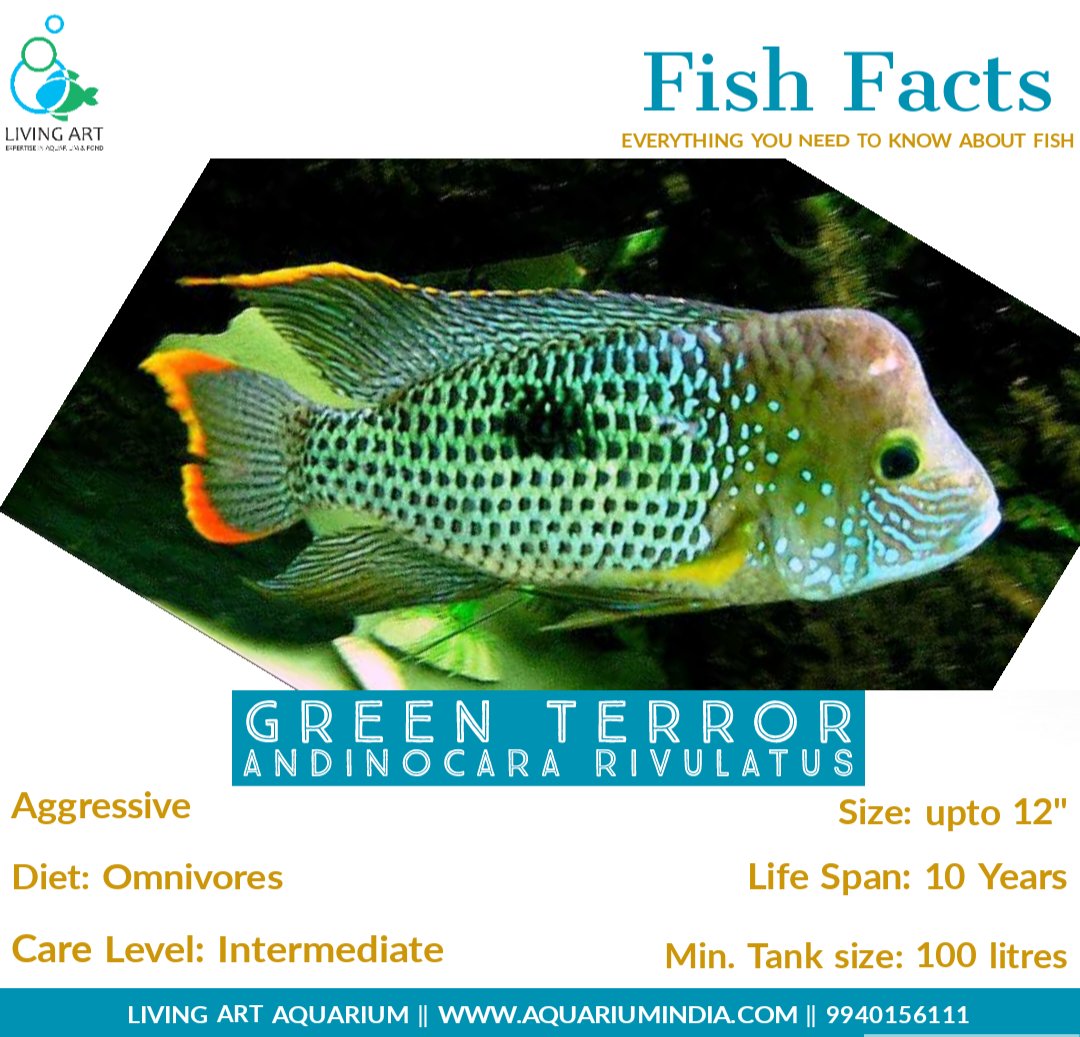 Green Terror Cichlid Tank Setup