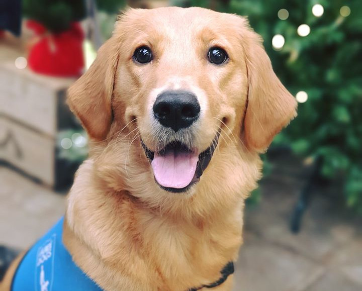 Are Guide Dogs Happy