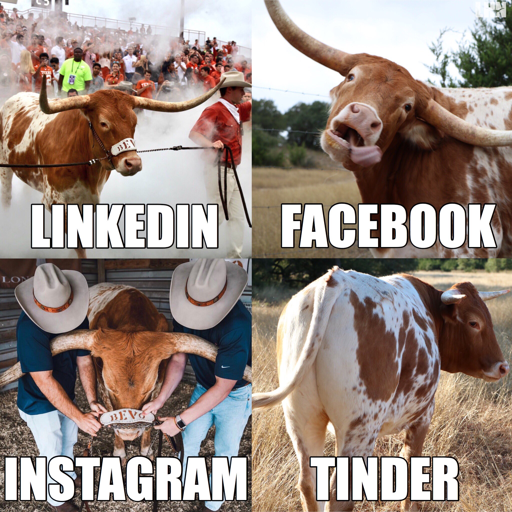 Longhorn Network Memes Longhorn Network To Get Rebrand Amid Texas'