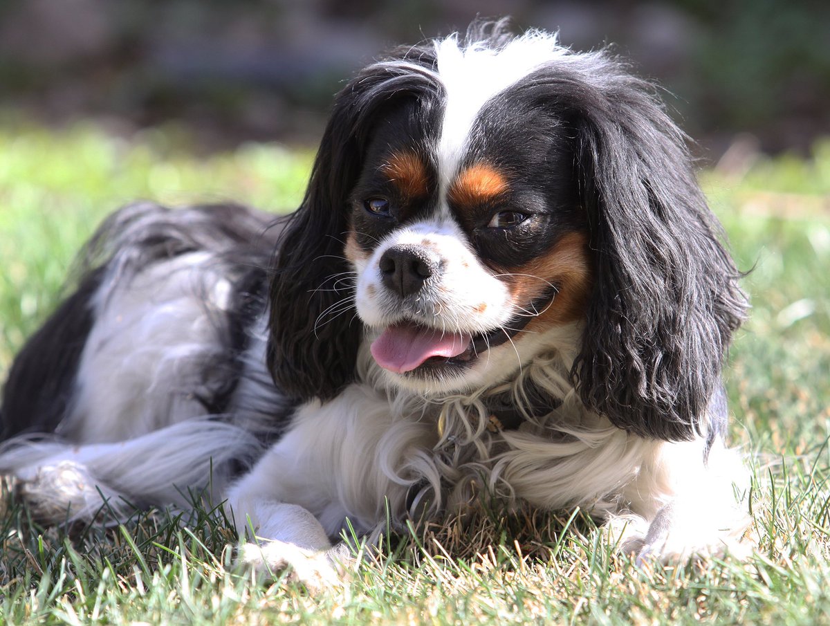 Can A Cavalier King Charles Spaniel And A Scottish Terrier Be Friends