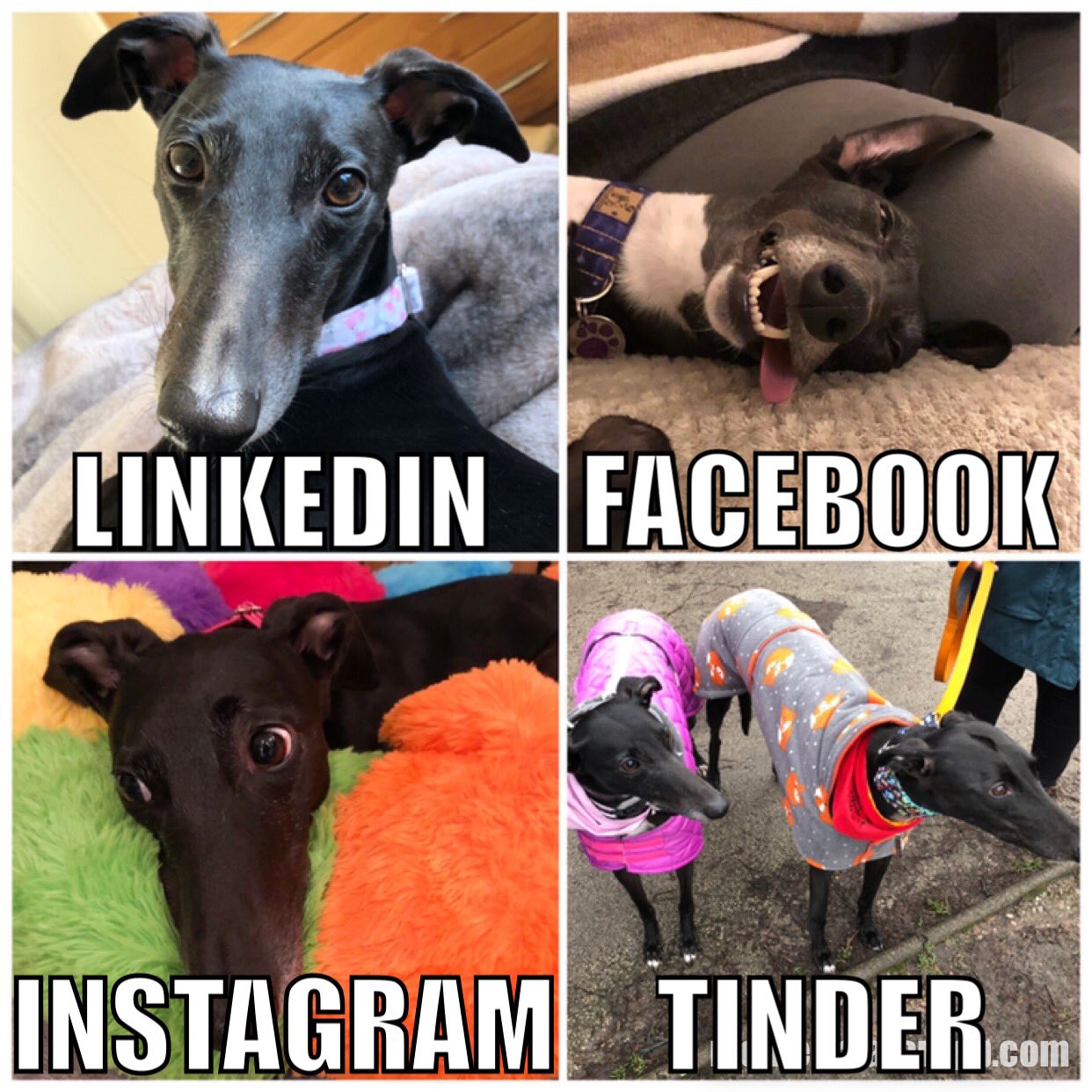 Funny Whippet Memes Whippet Videos Funny Moments And Cute Behaviors