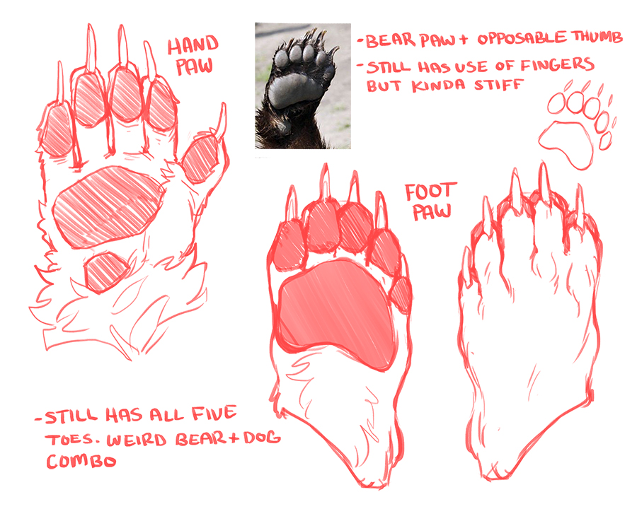 Wolf Paw Anatomy