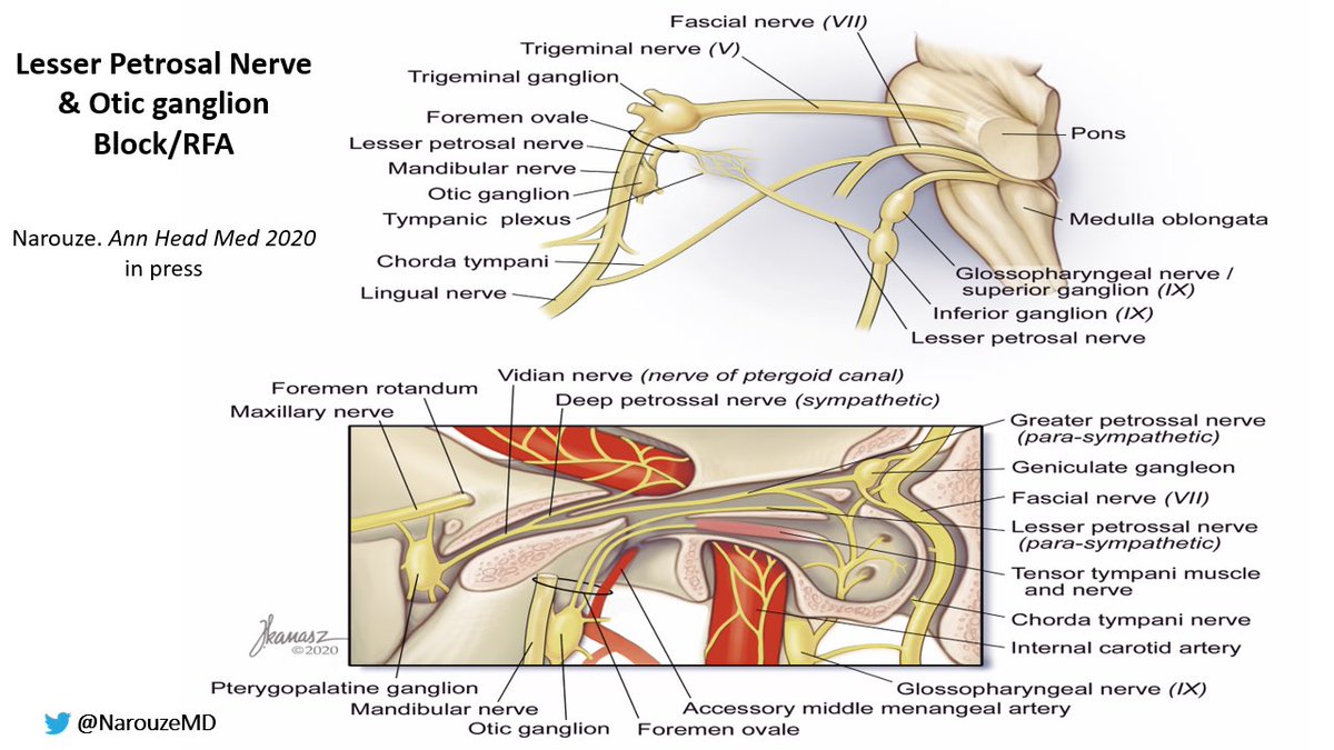 Otic Ganglion