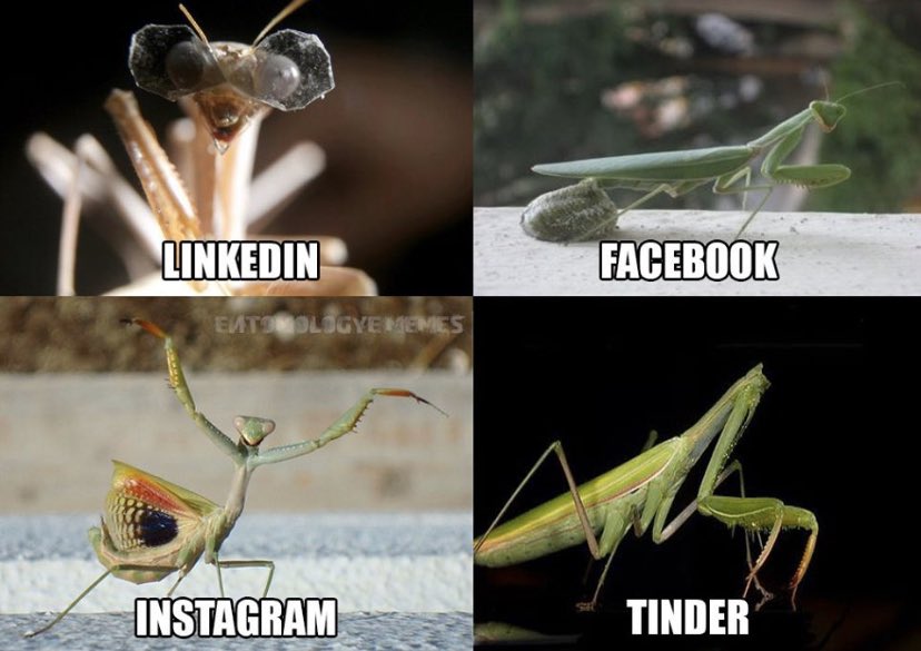 Entomology Memes