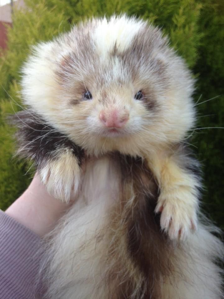 Angora Ferret