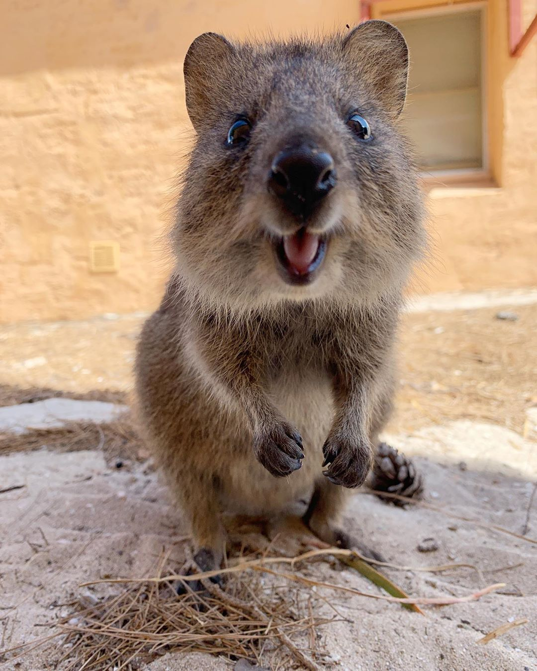 Quokka Smiling