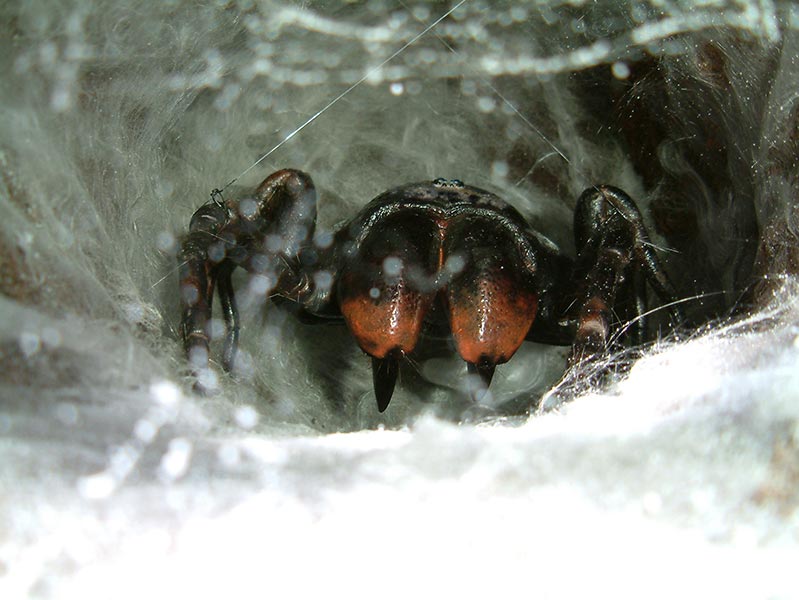 Walking With Monsters Mesothelae