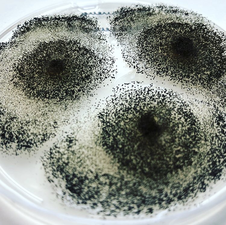 Colonia De Aspergillus