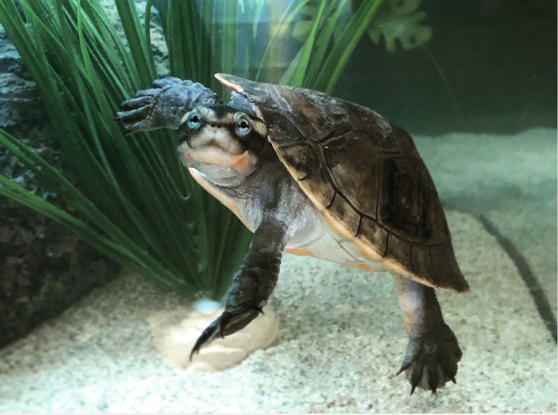 African Sideneck Turtle