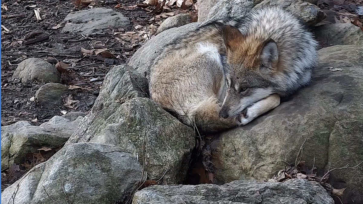 Wolf Camouflage