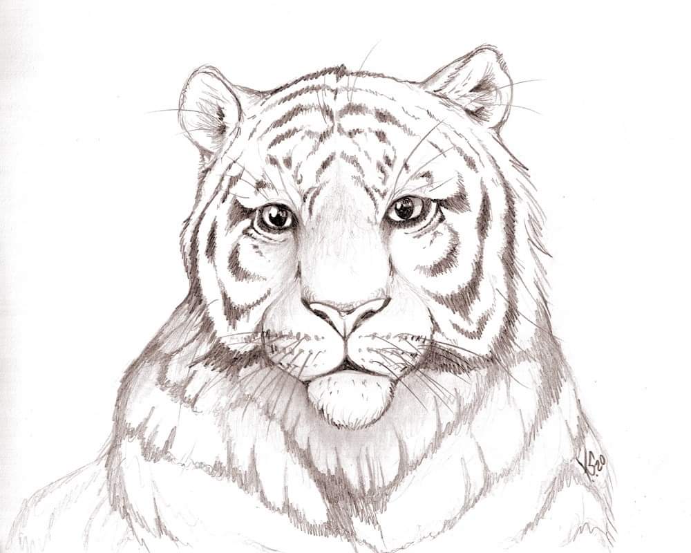 Easy Tiger Pencil Drawings