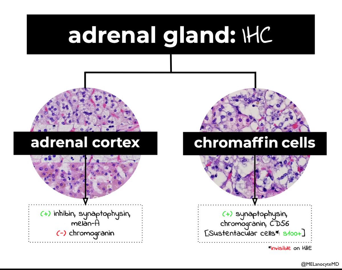 Chromaffin Cells Histology