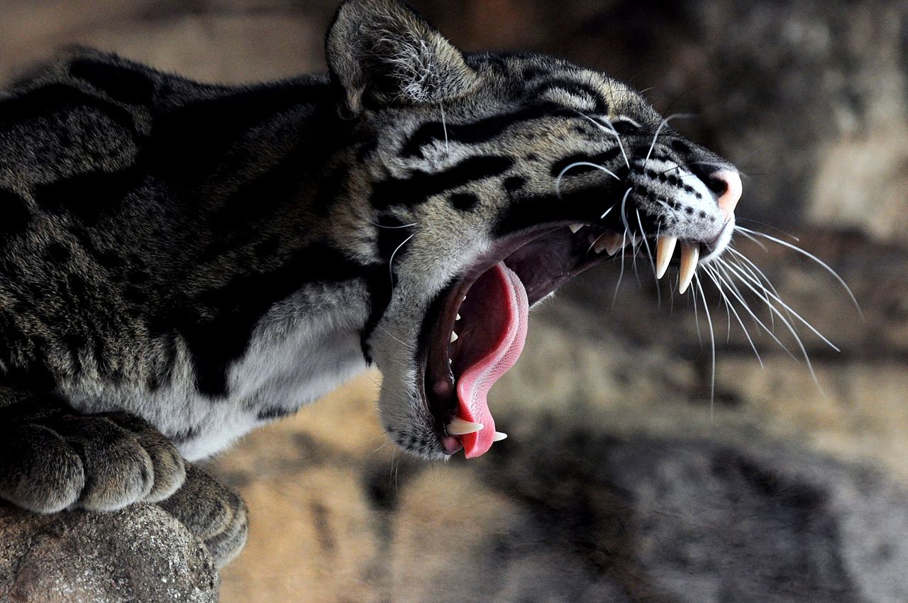 Leopard Roar Profile