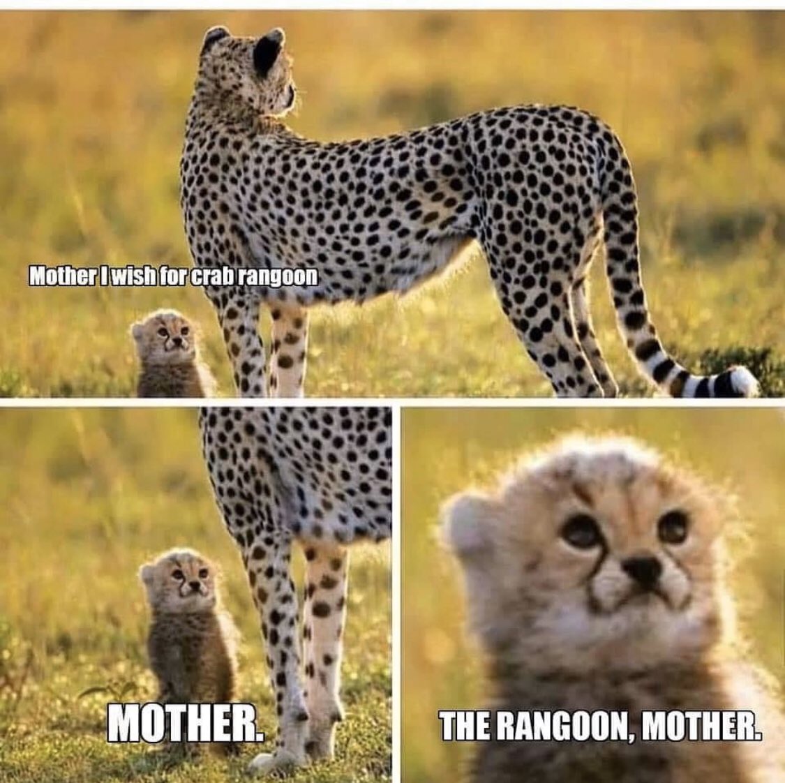 Laughing Cheetah Meme