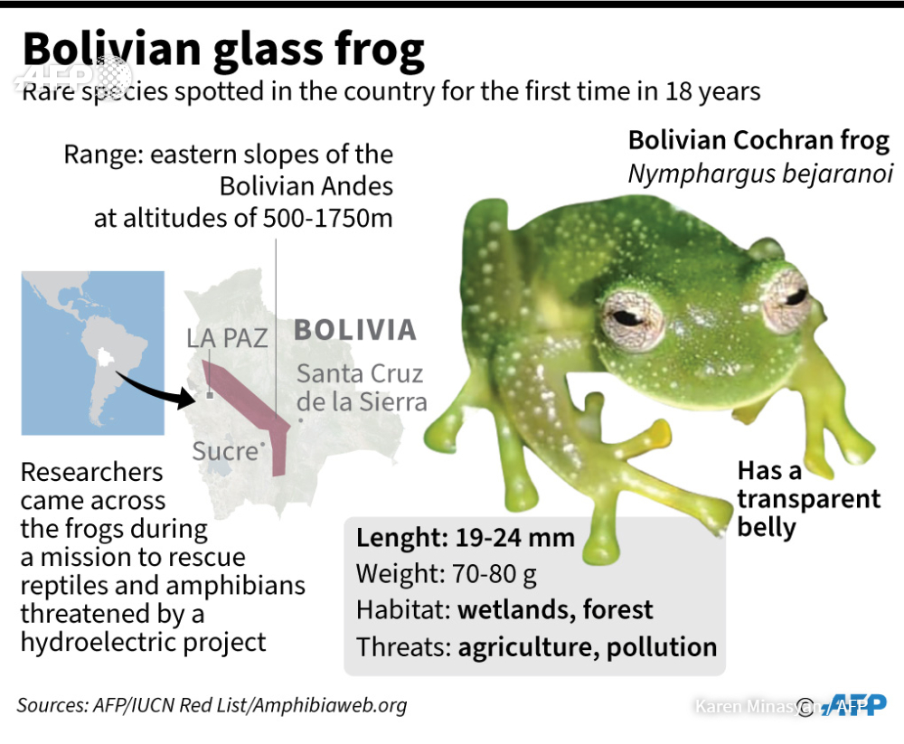 Glass Frog Habitat