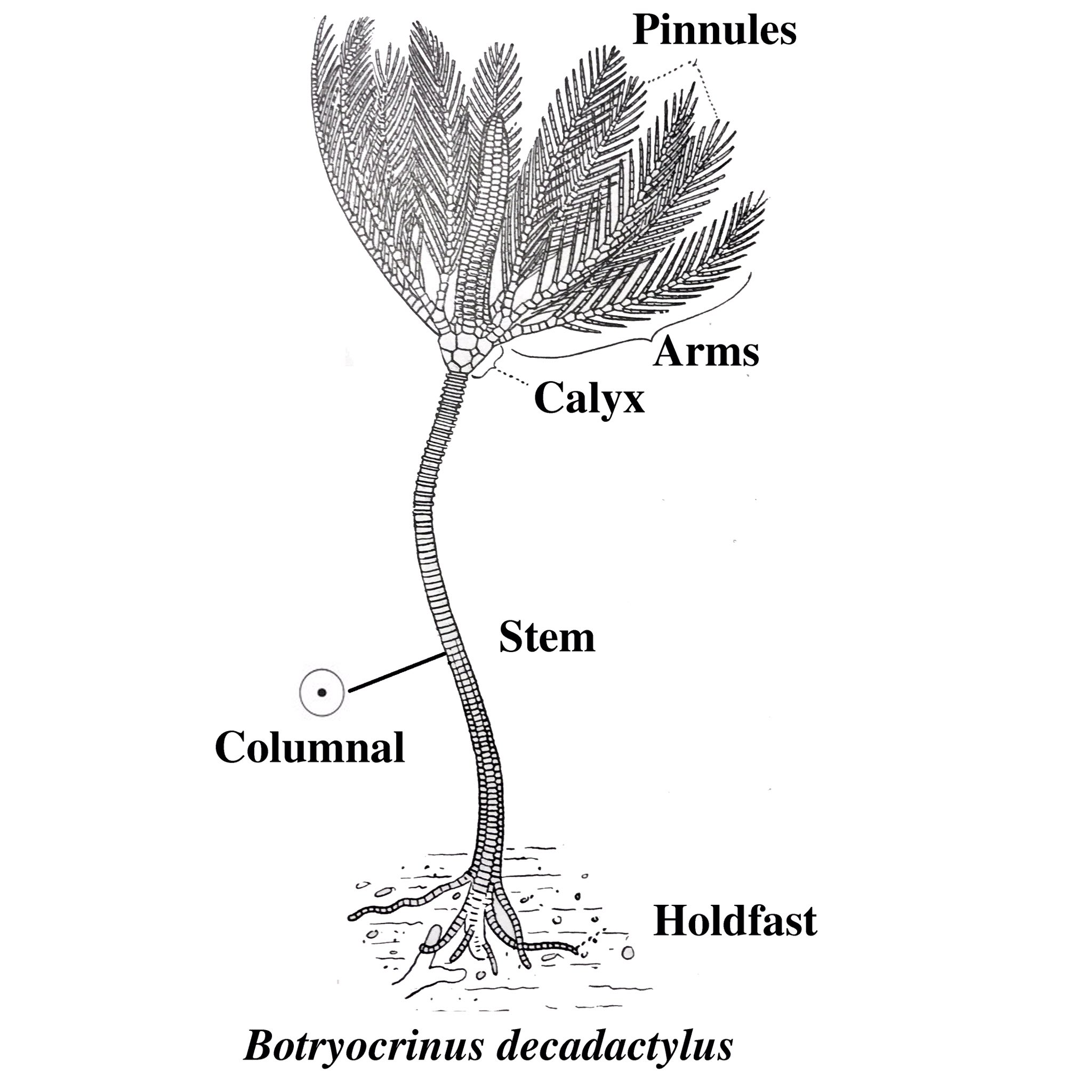 Living Crinoids