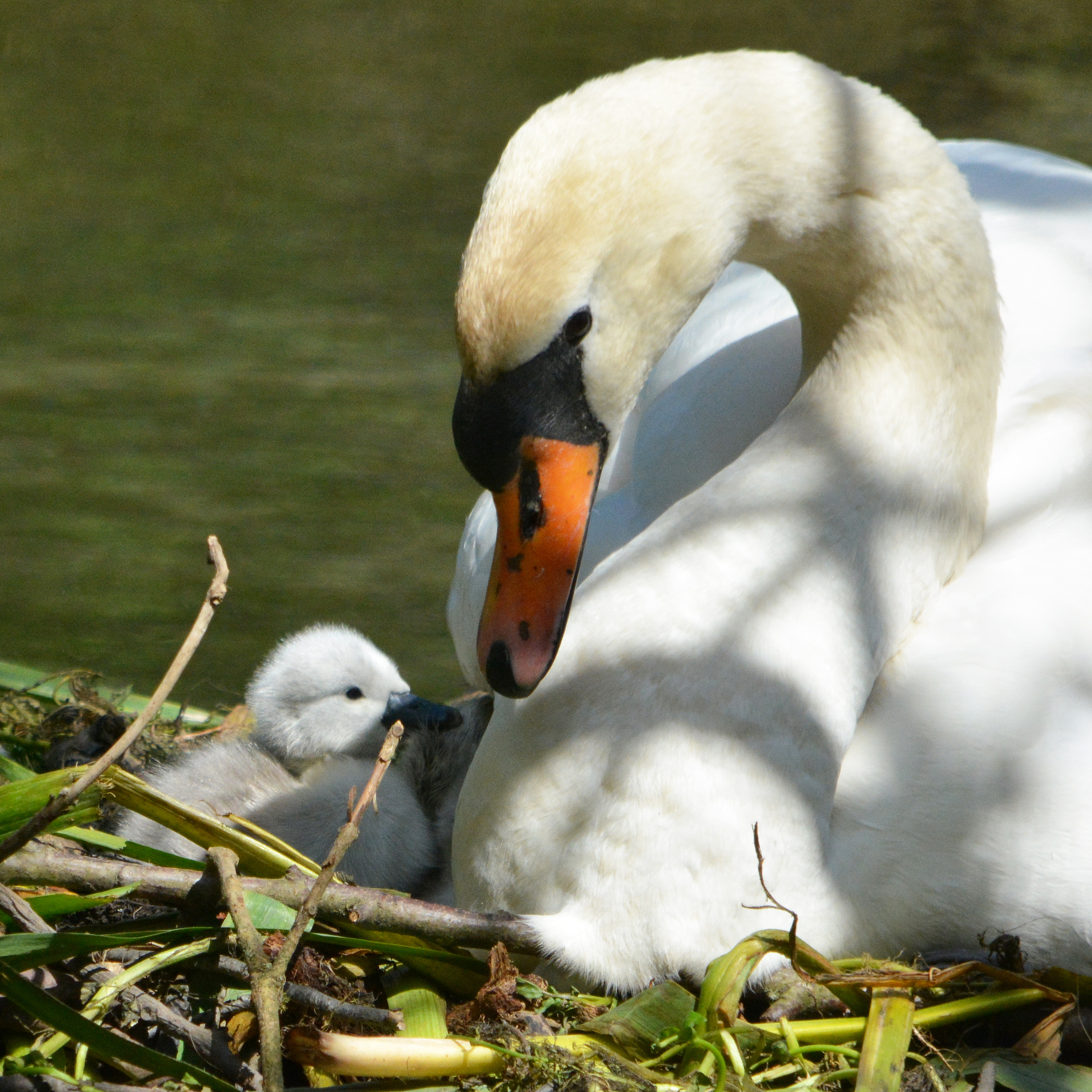Baby Swans On Mothers Back