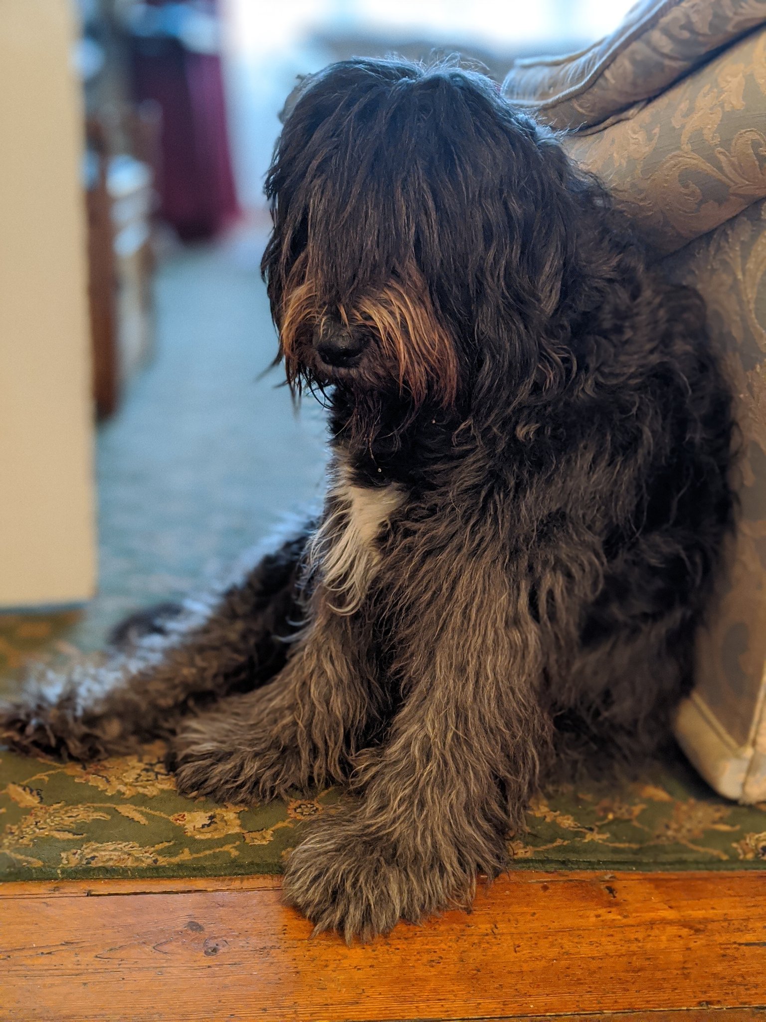 Briard Golden Retriever Mix