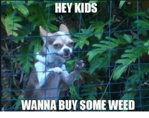 Stoner Dog Memes