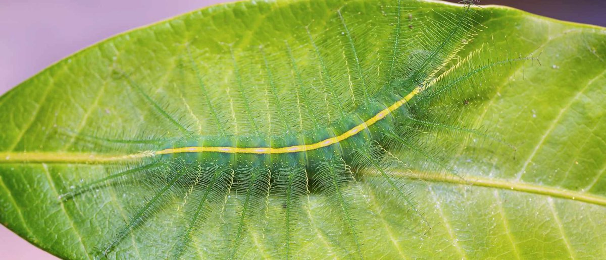Common Baron Caterpillar Camouflage Common Baron (Euthalia Aconthea)