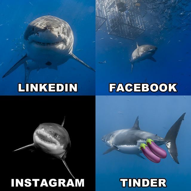 Shark Cage Memes Shark Cage GIFs | Tenor