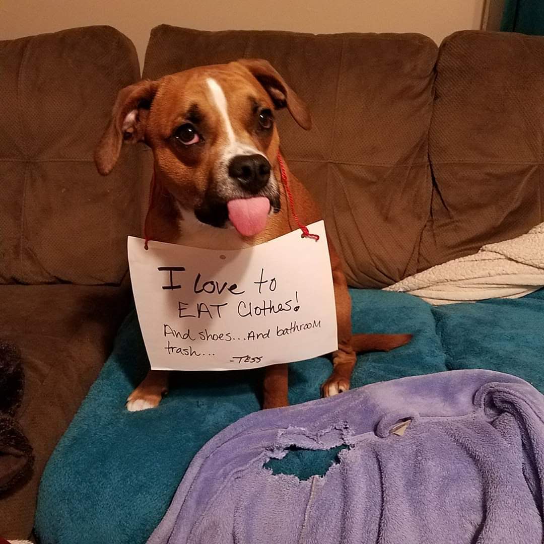 Boxer Dog Shaming