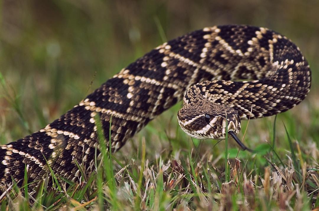 Largest Eastern Diamondback Rattlesnake