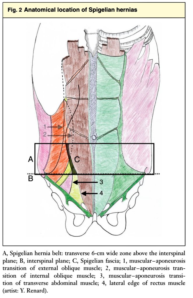 Spigelian Aponeurosis