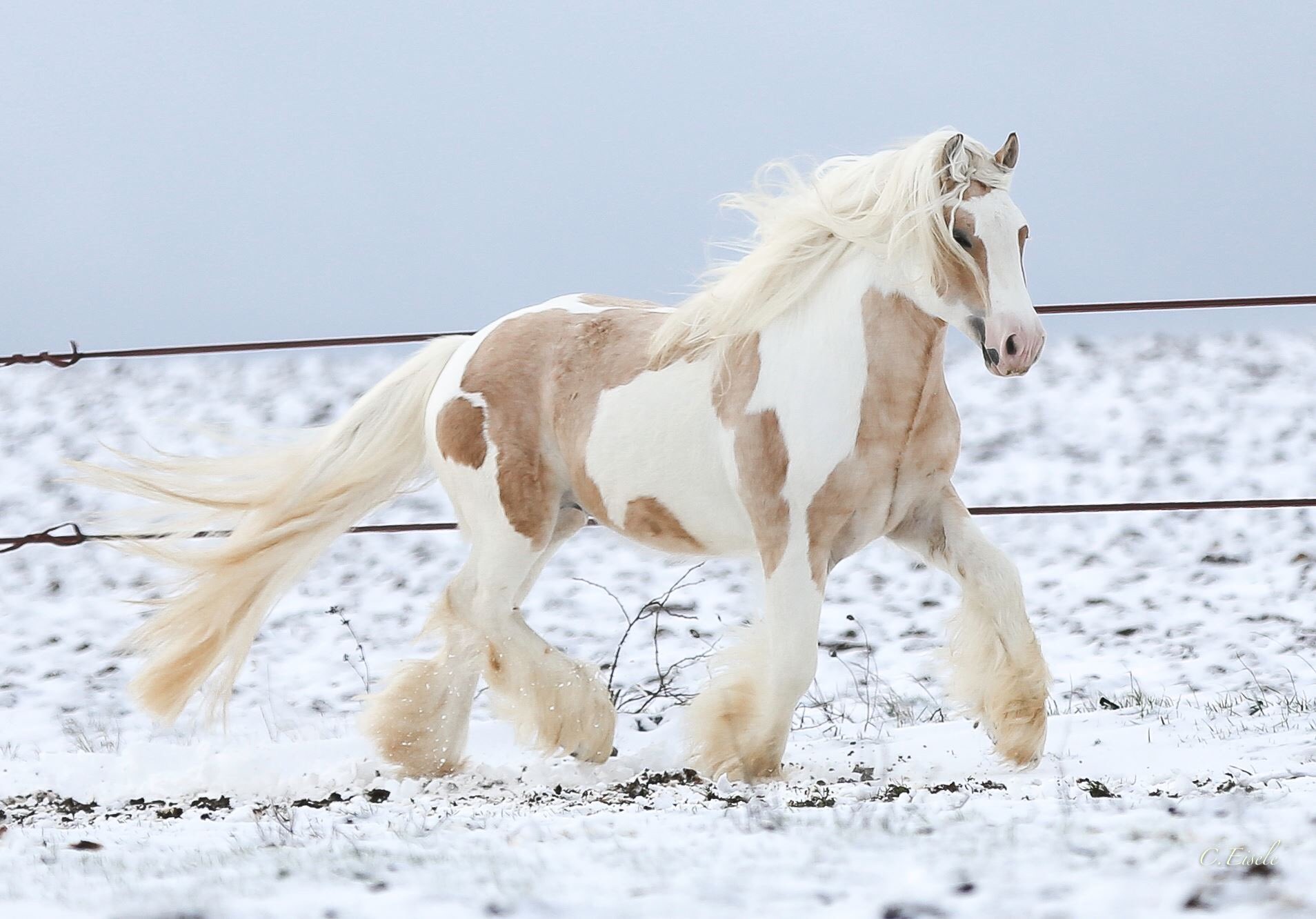 Beautiful Gypsy Horses
