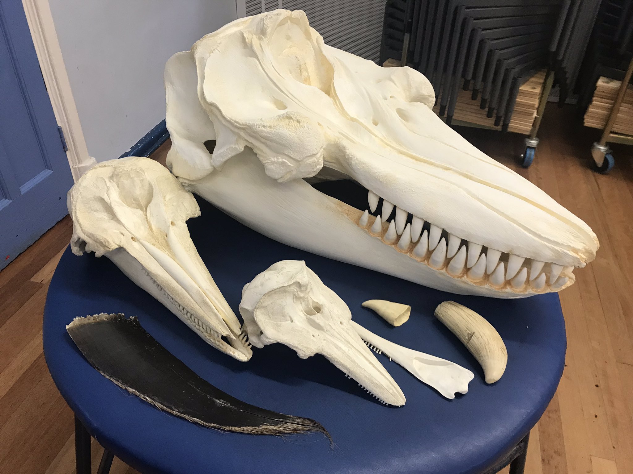 False Killer Whale Skull 120+ Whale Bone Stock Videos And Royalty Free