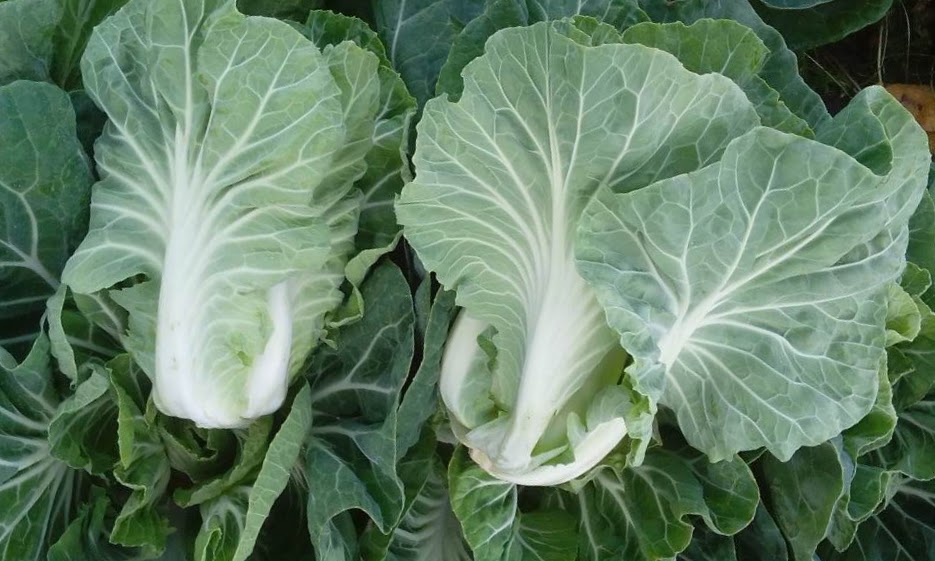 Beira Tronchuda Cabbage Fall Garden Fair Vegetables | UC Agriculture
