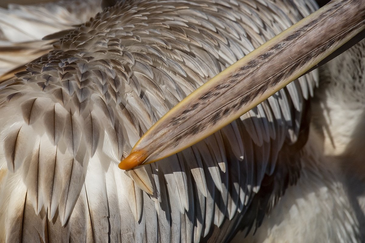 Pelican Feathers