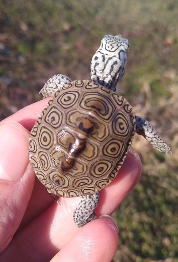 Concentric Diamondback Terrapin