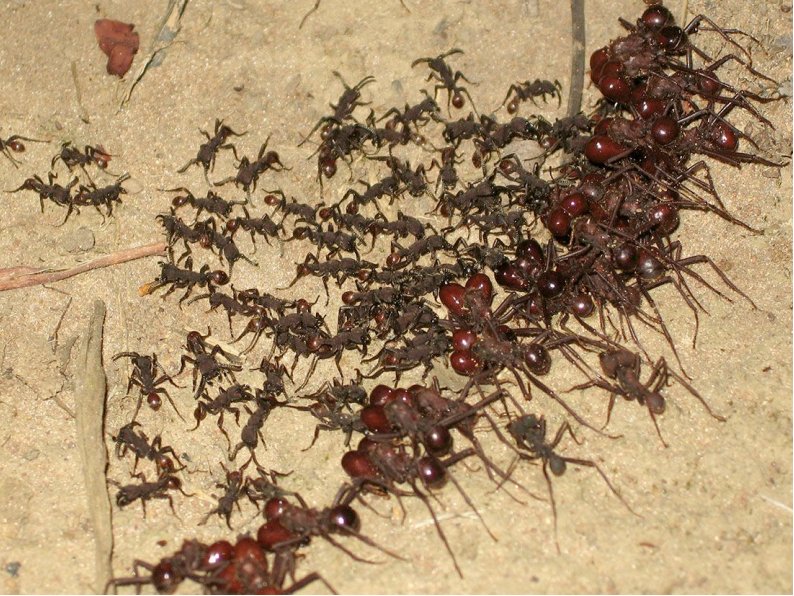 Leather Leaf Cutter Ant Soldier