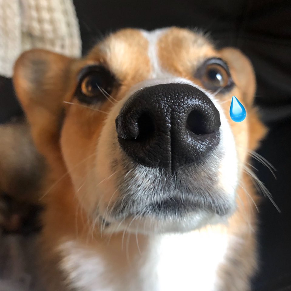 Crying Corgi