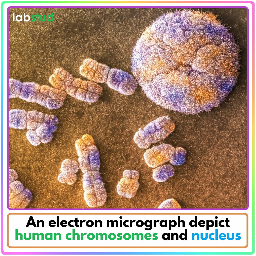 Nucleus Micrograph