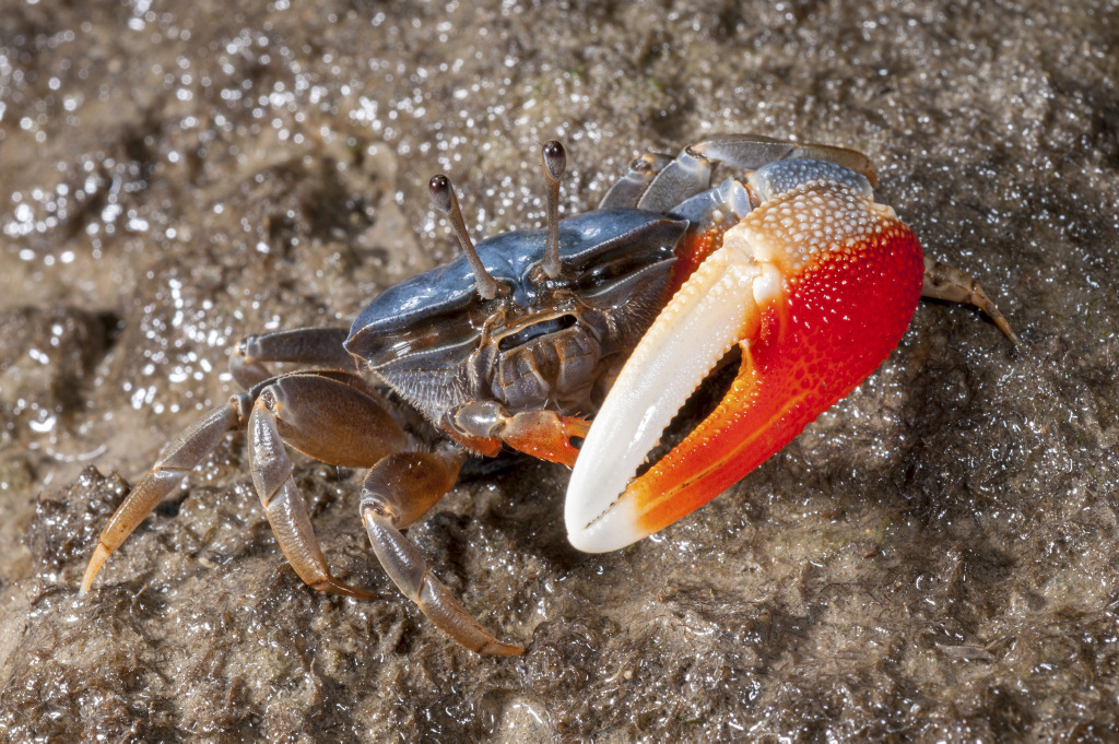 Fiddler Crab Pet