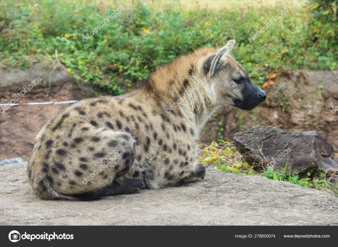 Twoucan - Kitchiki (@Kitchiki)