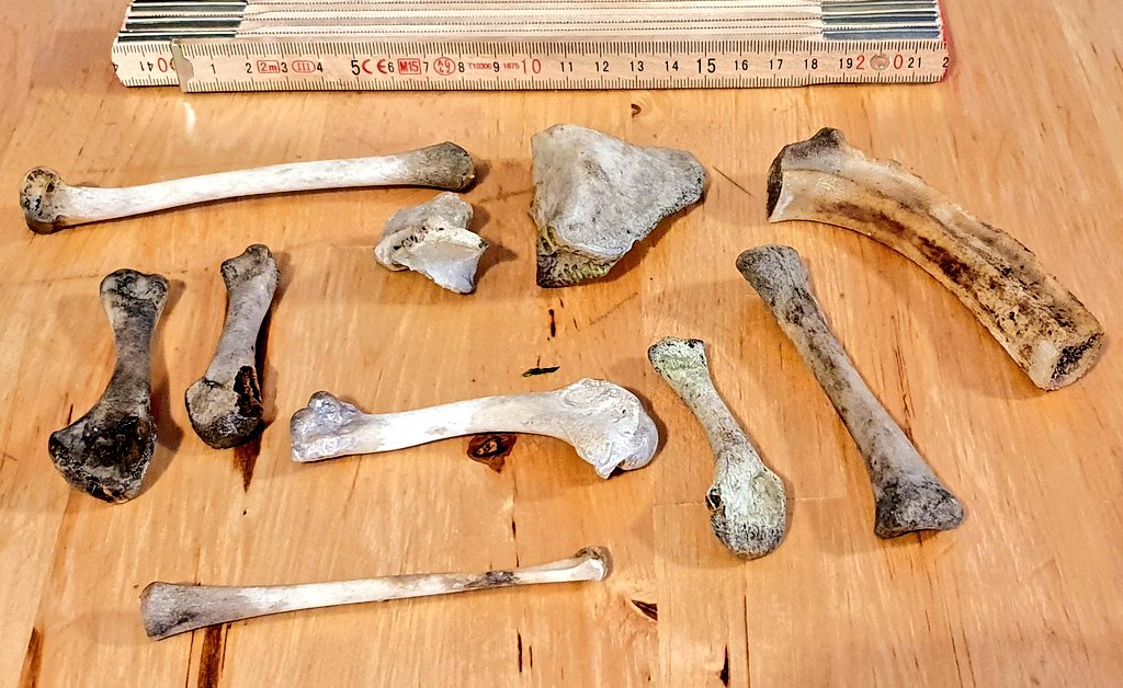 Seagull Bird Skeleton